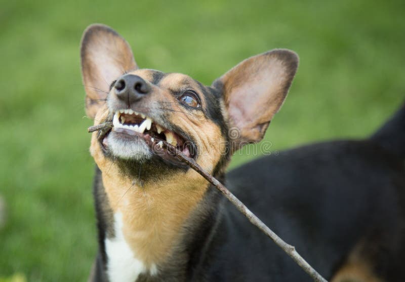 A melhor vara no mundo imagem de stock. Imagem de animal - 96216791