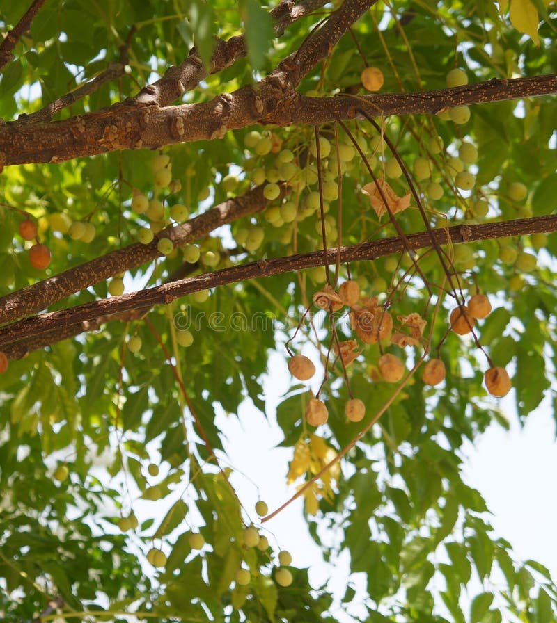 Melia Azedarach of Chinaberry Stock Foto - Image of texas, sering: 99018442