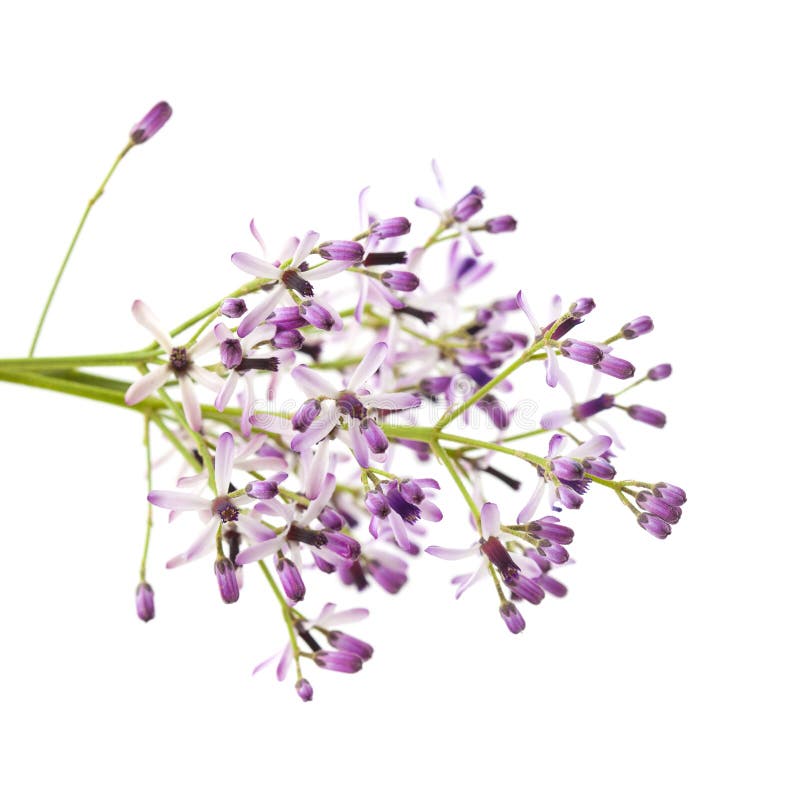 Melia Azedarach, Isolated on White Stock Photo - Image of center ...