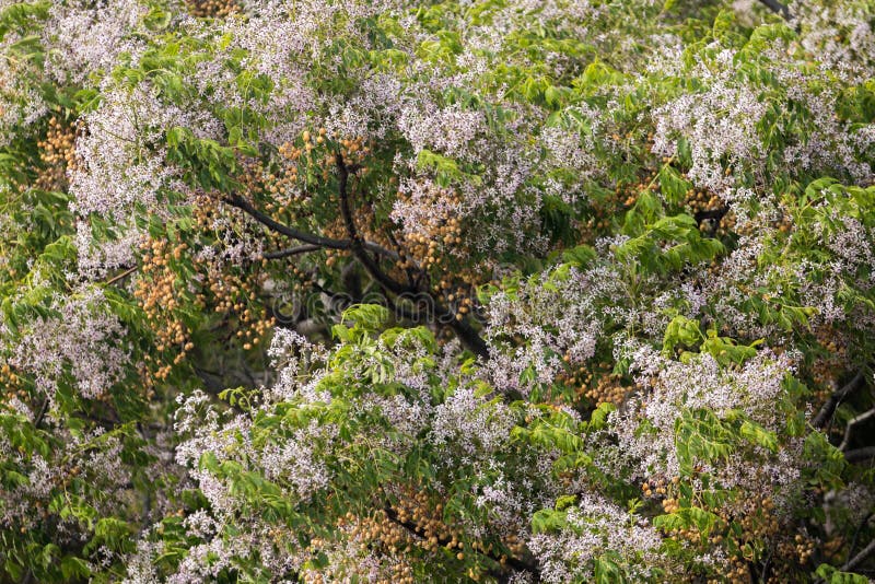 Melia azedarach tree stock image. Image of spring, cape - 105962337