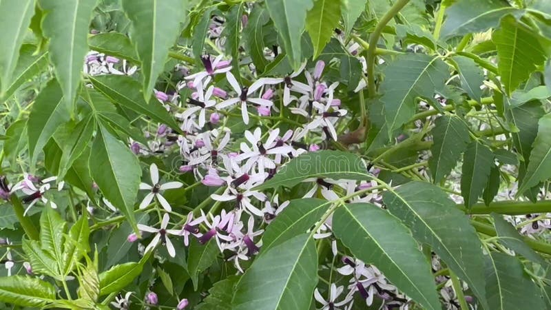 Melia azedarach tree stock footage. Video of foliage - 375027024