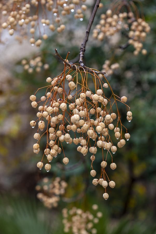 171 Chinaberry Fruit Stock Photos - Free & Royalty-Free Stock Photos ...