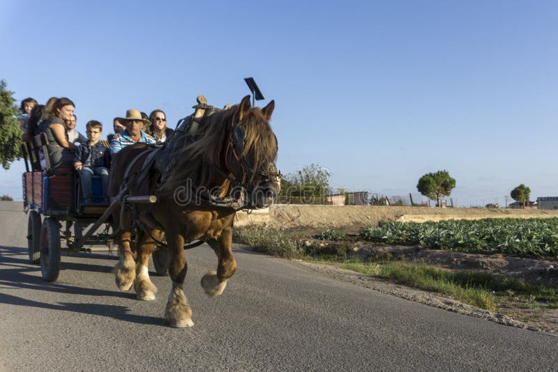 Meliana, Spain, 3,7,2015:drag Horse Pulling a Cart with People Up ...