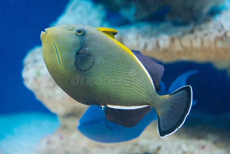 Melichthys Indicus - Indian Triggerfish Stock Photo - Image of indicus ...
