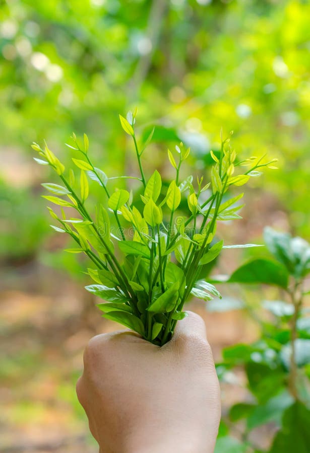 Melientha Suavis Pierre Vegetables for Cooking (Pak-wan-pa) Stock Image ...