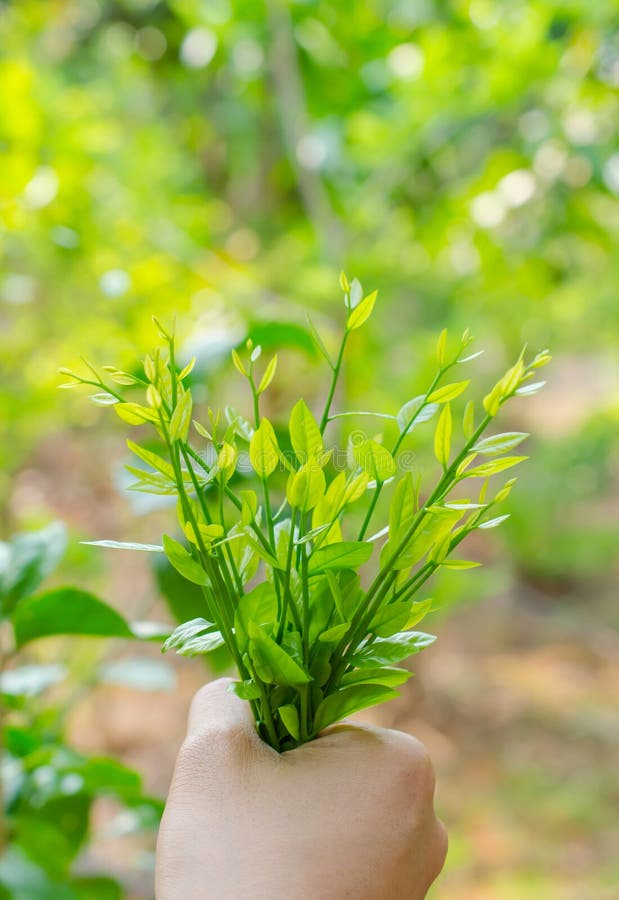 Melientha Suavis Pierre Vegetables for Cooking (Pak-wan-pa) Stock Photo ...