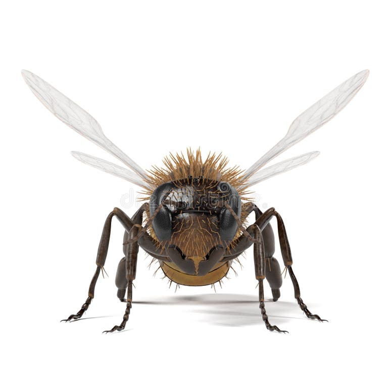 Melifera de los Apis stock de ilustración. Ilustración de animal - 92103671