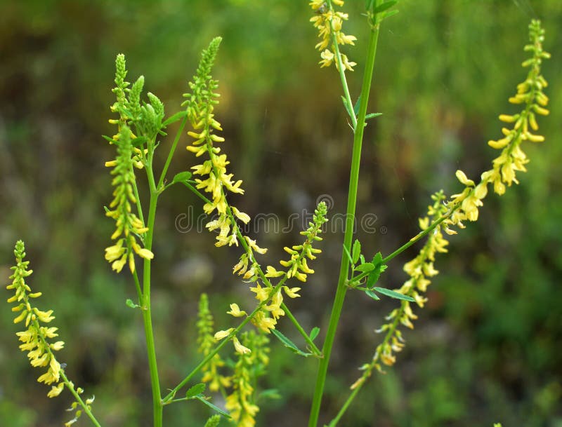 Melilot Officinalis Melilotus Officinalis Blooms in Nature Stock Photo ...