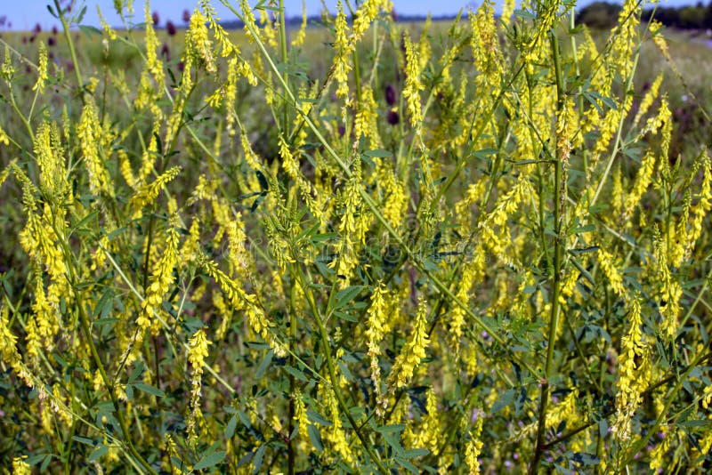Melilot Officinalis Melilotus Officinalis Blooms in Nature Stock Photo ...