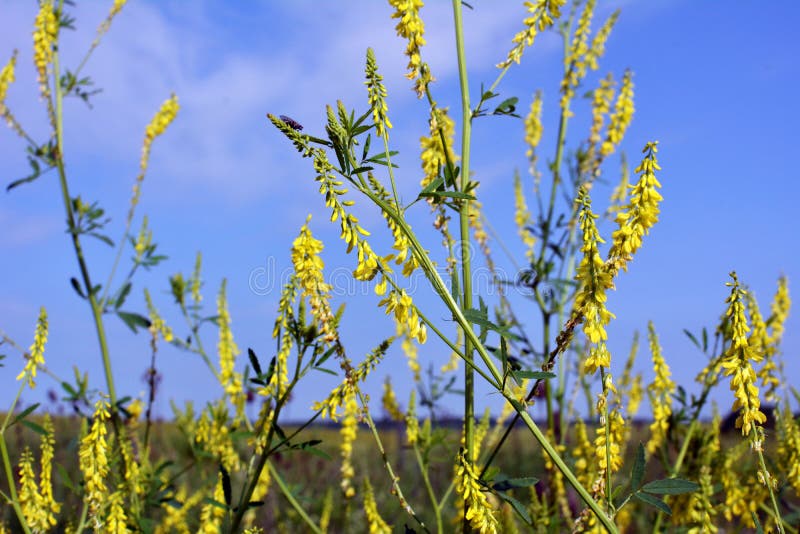 Melilot Officinalis Melilotus Officinalis Blooms in Nature Stock Photo ...