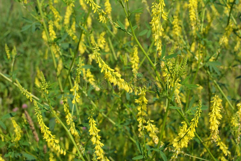 Melilot Officinalis Melilotus Officinalis Blooms in Nature Stock Image ...