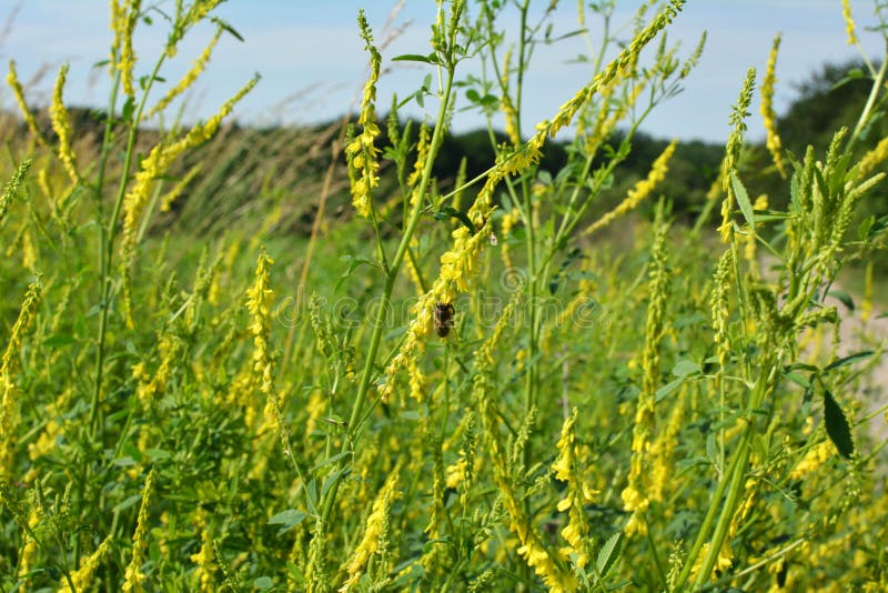 Melilot Officinalis Melilotus Officinalis Blooms in Nature Stock Image ...