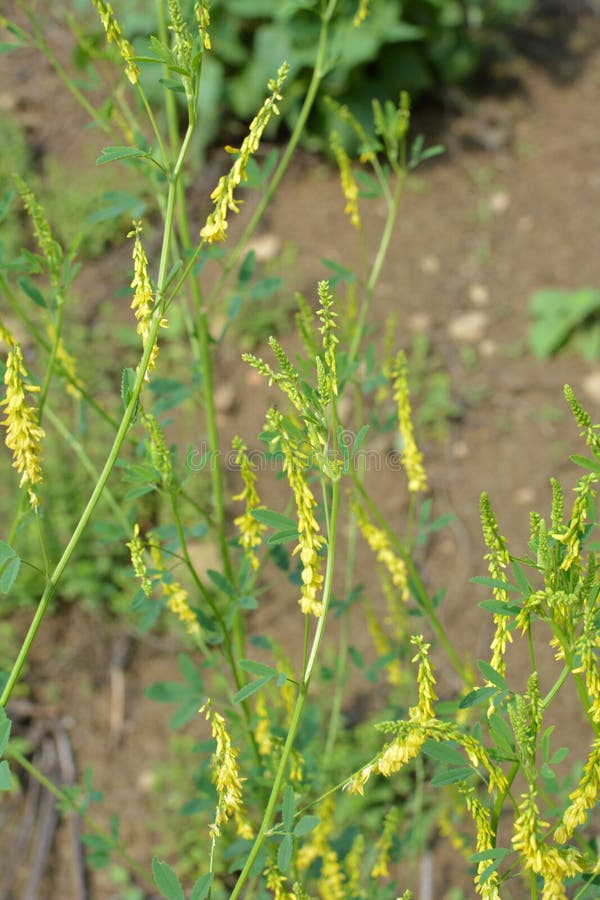 Melilot Officinalis Melilotus Officinalis Blooms in Nature Stock Photo ...