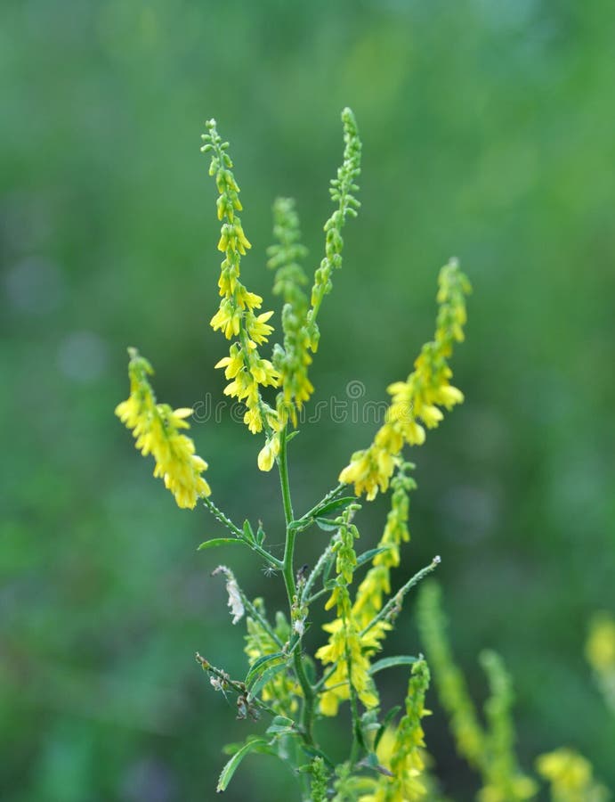 Melilot Officinalis Melilotus Officinalis Blooms in Nature Stock Image ...