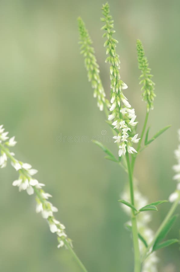 Melilotus albus flowers stock image. Image of lush, blossom - 36440135