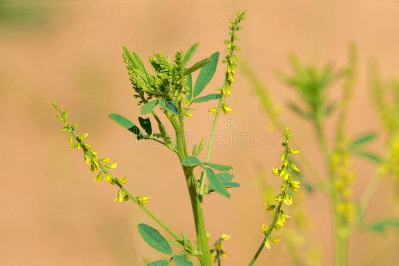 Melilotus officinalis stock image. Image of herb, blossom - 249428297