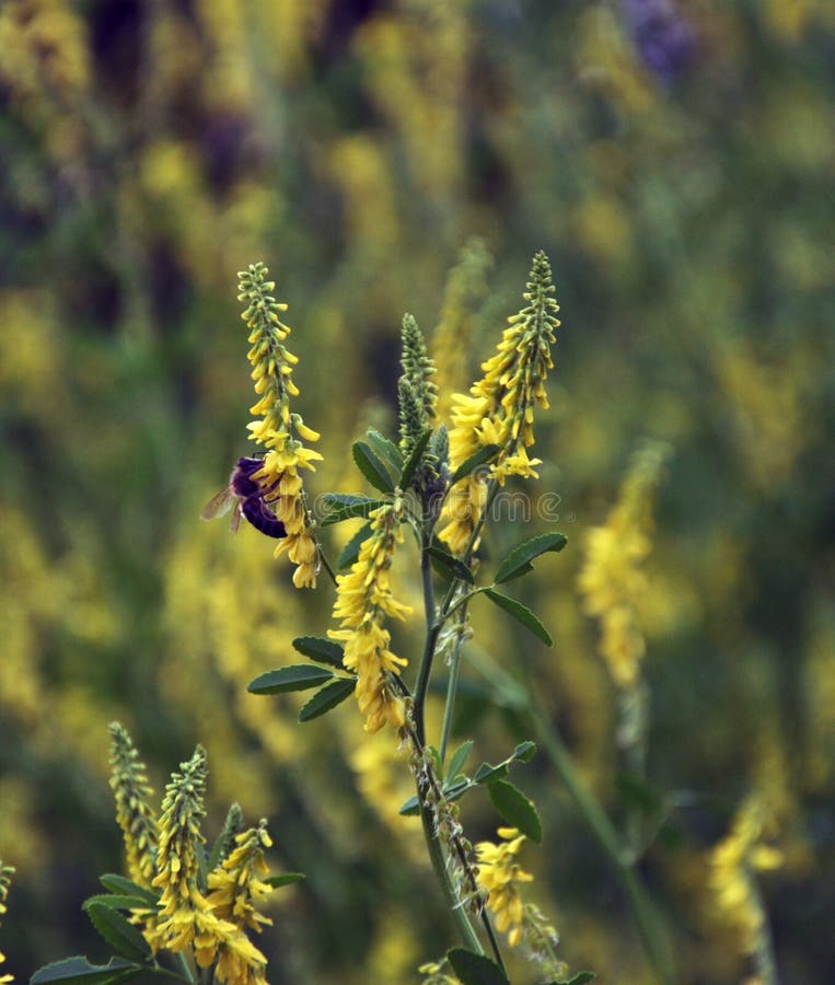 Melilotus Officinalis Yellow_10 Stock Photo - Image of overgrown ...