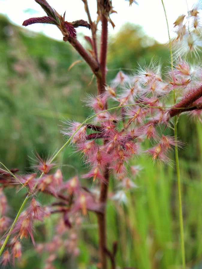 Melinis repens stock photo. Image of blossom, beautiful - 139136632