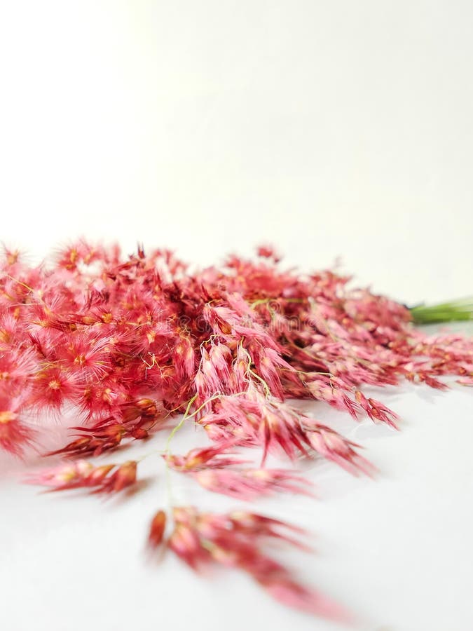 Melinis Repens or Melinis Minutiflora, Also Known As Red Christmas ...