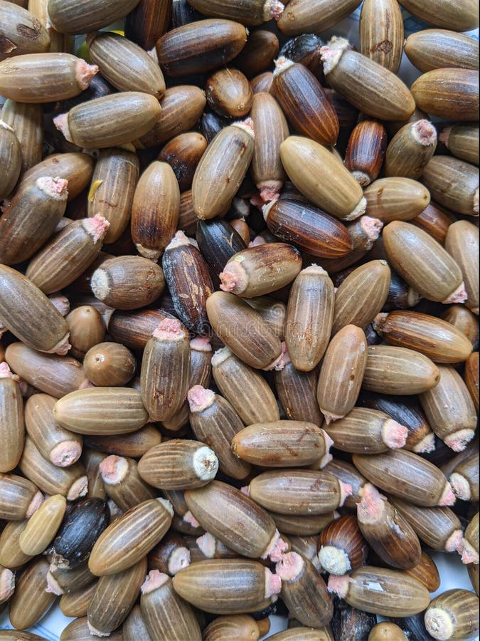 Melinjo or Belinjo, Gnetum Gnemon Seeds Texture Background Stock Photo ...