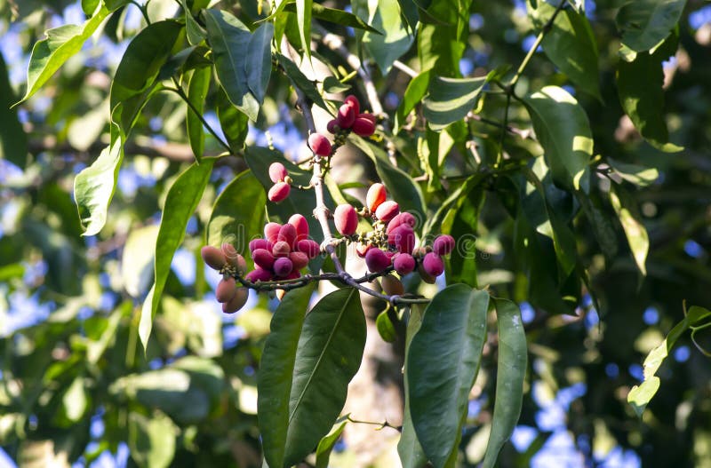 136 Melinjo Tree Stock Photos - Free & Royalty-Free Stock Photos from ...