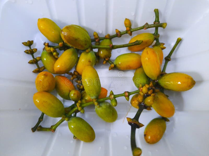 Melinjo or Gnetum Gnemon on a Styrofoam Plate Stock Photo - Image of ...