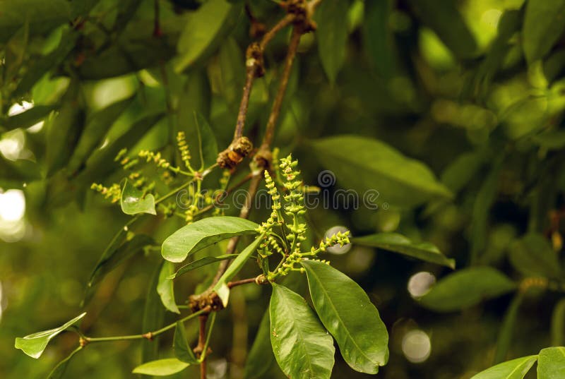 123 Gnetum Gnemon Tree Melinjo Stock Photos - Free & Royalty-Free Stock ...