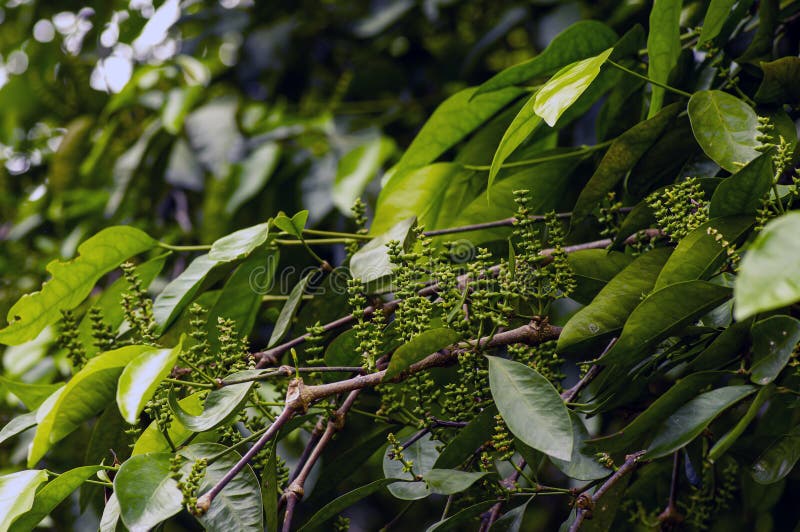 Melinjo, Gnetum Gnemon Ripe Fruits on the Tree, Shallow Focus Stock ...