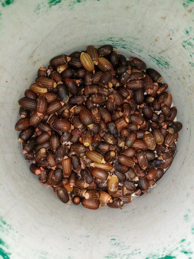 Melinjo Seeds in Containers in West Java, Indonesia. Stock Photo ...