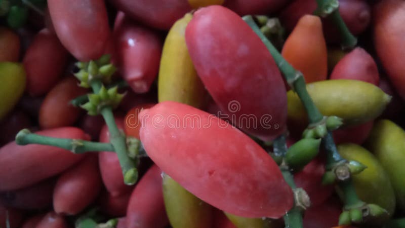 Colorful Melinjo Seeds Stock Photos - Free & Royalty-Free Stock Photos ...