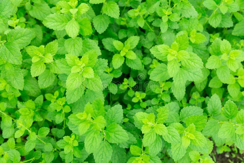 Melissa foto de archivo. Imagen de nadie, culinario, menta - 32764136
