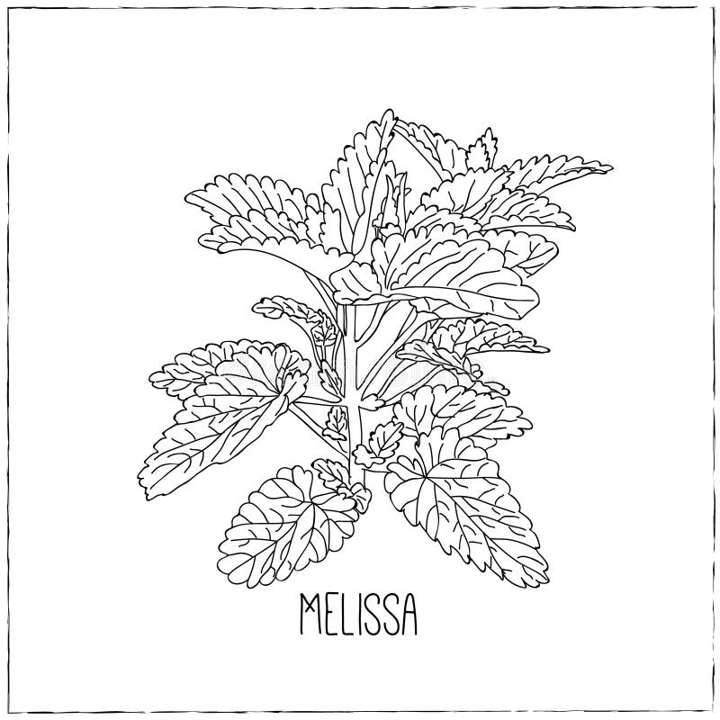 Melissa dibujada mano stock de ilustración. Ilustración de viejo - 61815173