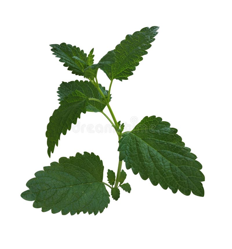 Melissa isolated on white stock image. Image of green - 118012467