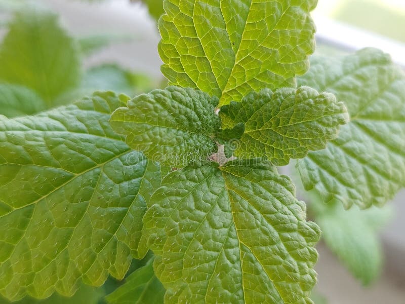 Melissa officinalis stock image. Image of medicinal - 266213211