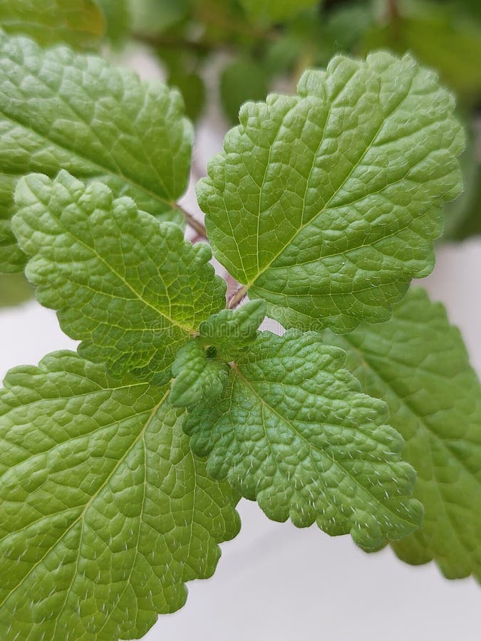 Melissa officinalis stock image. Image of balm, gardening - 266213251