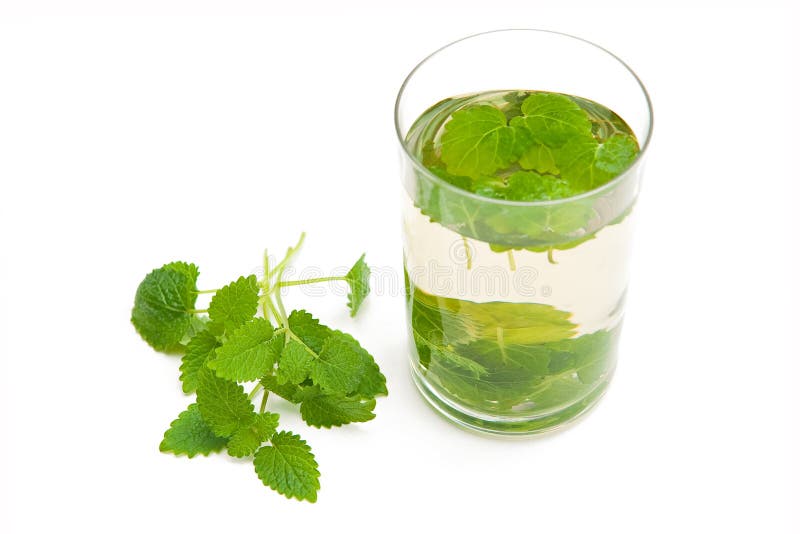 Melissa tea stock image. Image of bunch, balm, food, fresh - 19001345