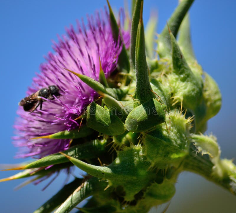 Melkdistel En Groene Kevers in Het Koppelen Stock Foto - Image of ...