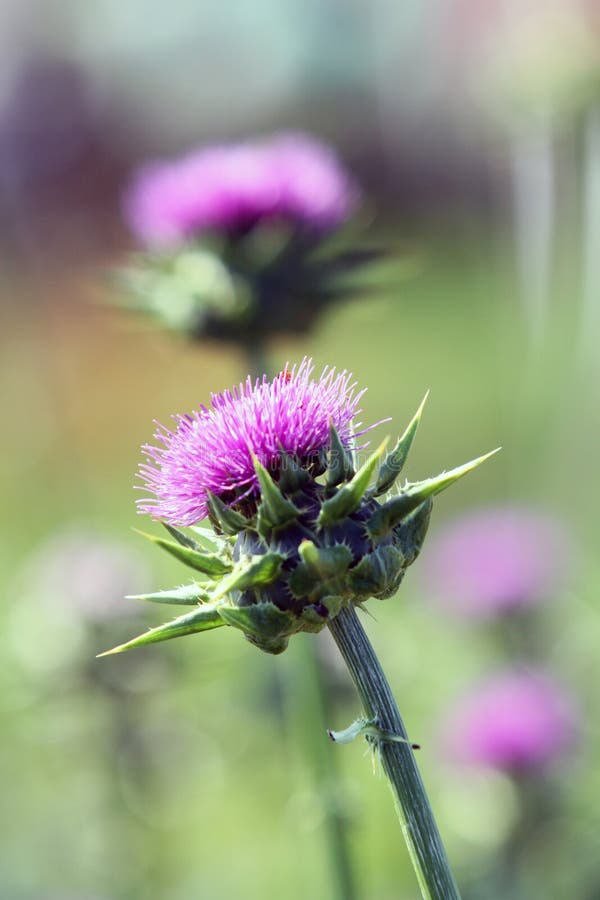 Melkdistel Op Het Tijdstip Van Het Bloeien Stock Afbeelding - Image of ...