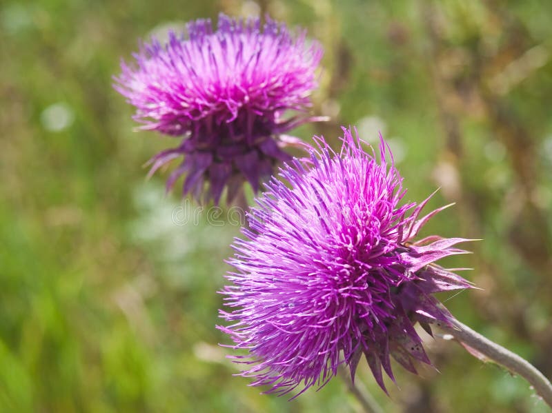 Melkdistel (SILYBUM MARIANUM) Stock Afbeelding - Image of familie, melk ...