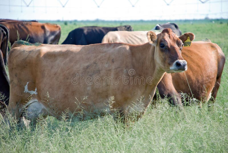 Melkkoe stock afbeelding. Image of runder, melk, boerenerf - 7506095