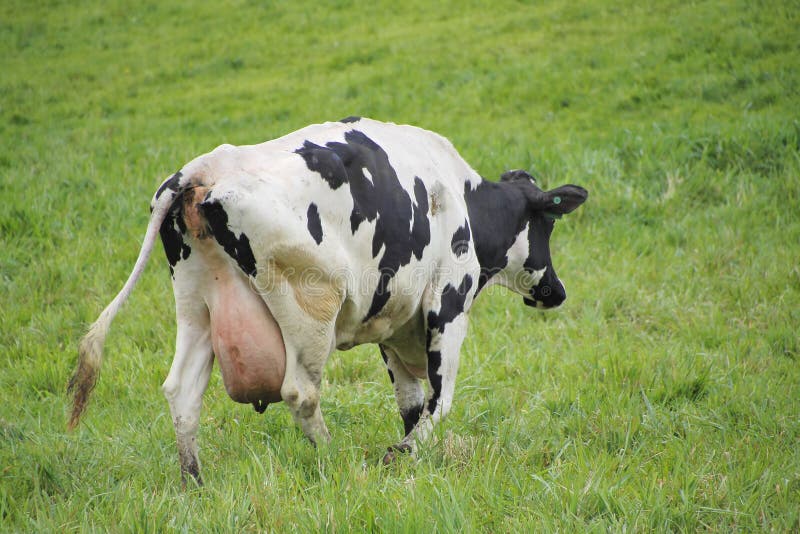 Melkkoe Klaar Voor Het Melken Stock Afbeelding - Image of weiland ...