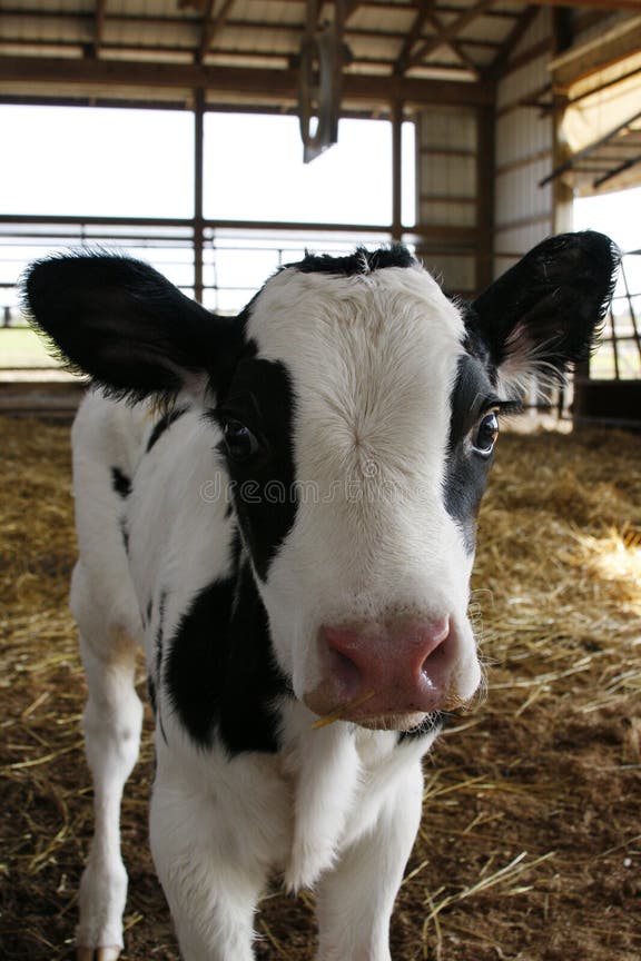Melkkoe in stal stock afbeelding. Image of stro, schuur - 6701081