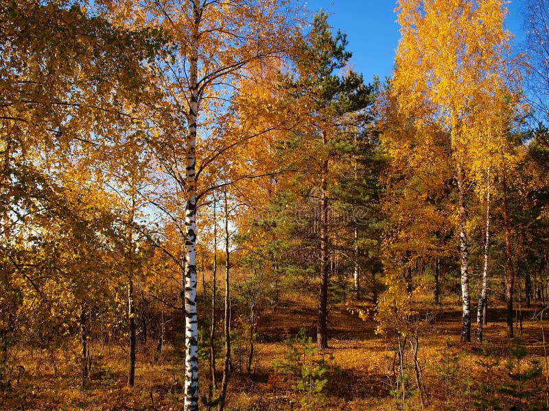 Birch Grove stock image. Image of spring, foliage, coast - 33327313