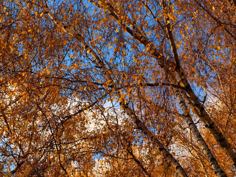 Mellow autumn stock image. Image of nature, september - 11404627