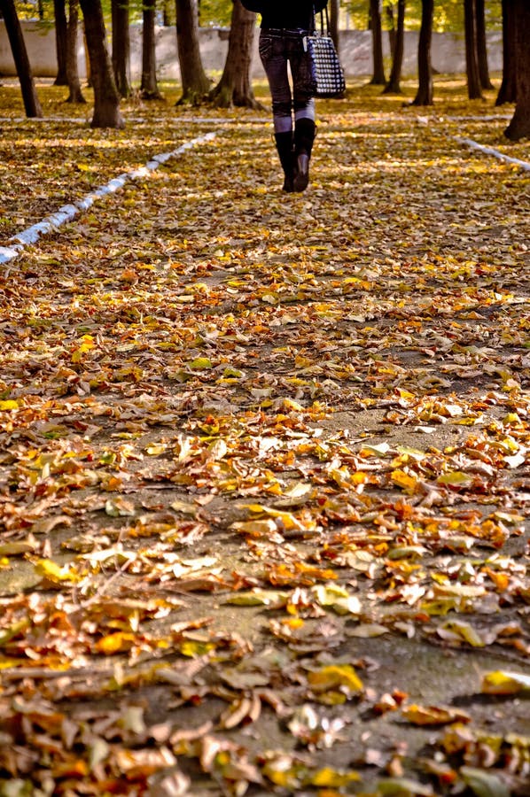 Mellow autumn stock photo. Image of fall, orange, trees - 23351318