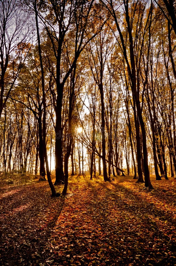 Mellow autumn stock photo. Image of yellow, evening, fall - 23351386
