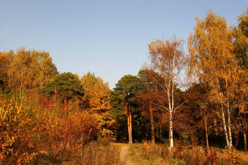 Mellow autumn stock image. Image of foliage, maple, yellow - 286721