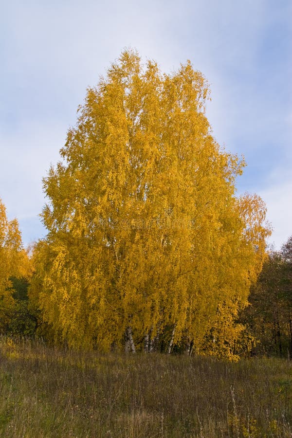 Mellow autumn stock image. Image of view, birch, tints - 7550737