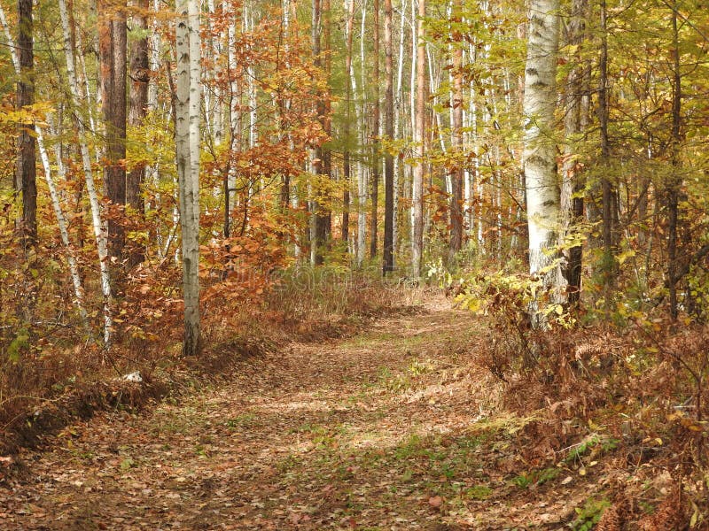 Mellow Autumn 2018. the Far Eastern Stock Image - Image of region ...