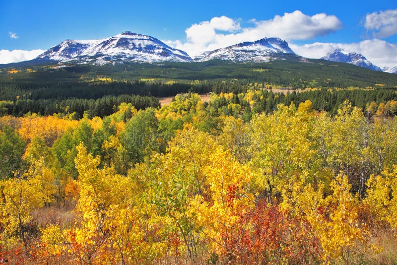 Mellow Autumn. the Trees with Yellow Foliage Stock Photo - Image of ...